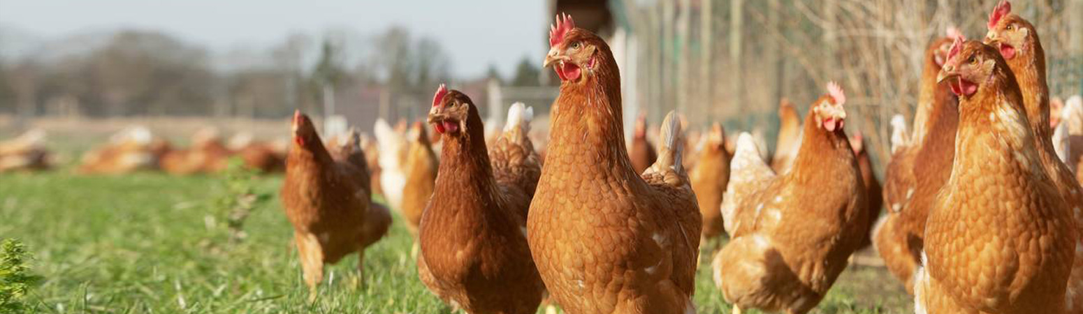 Volailles - MSD Animal Health Maghreb